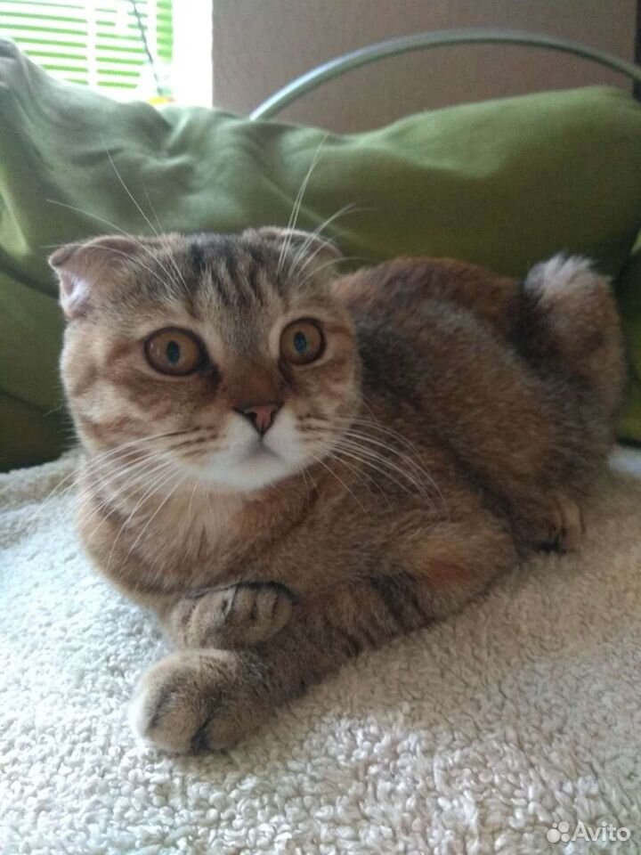 Кошка