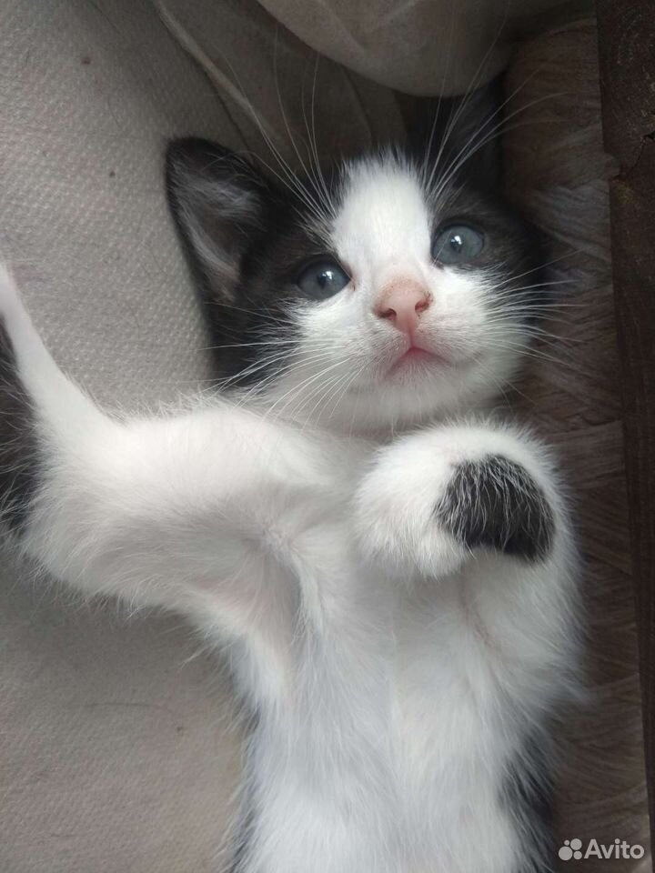 Котенок ищет ответственных хозяев