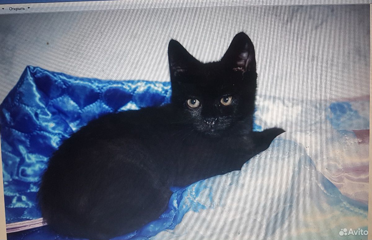 Кошка