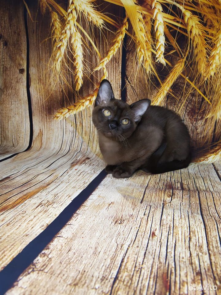 Европейская бурма