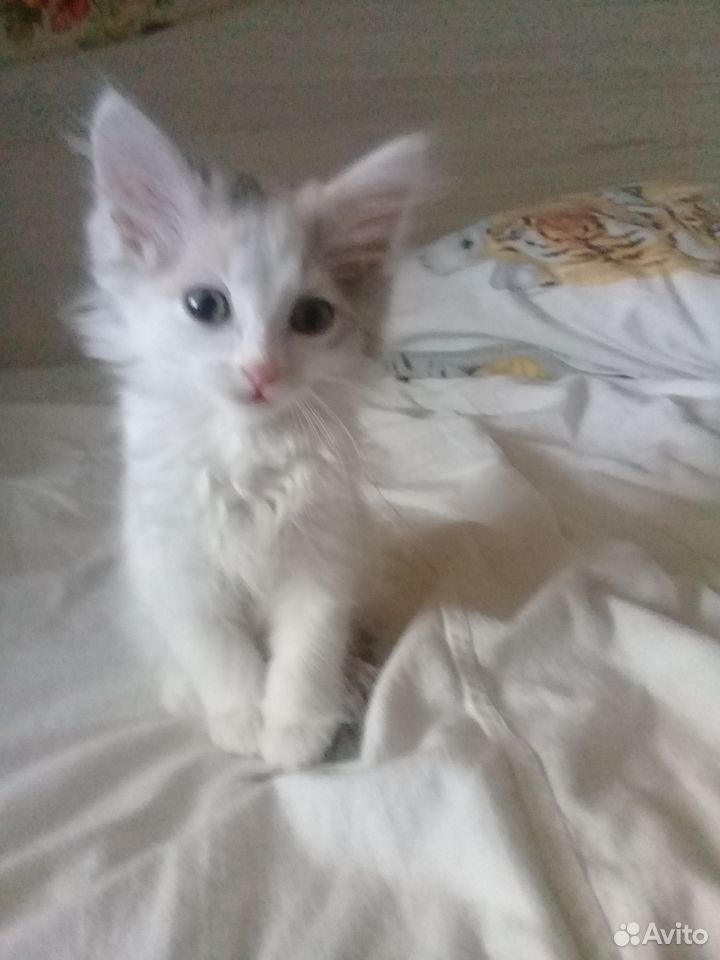 Отдам симпатичных котят в хорошие и добрые руки бе