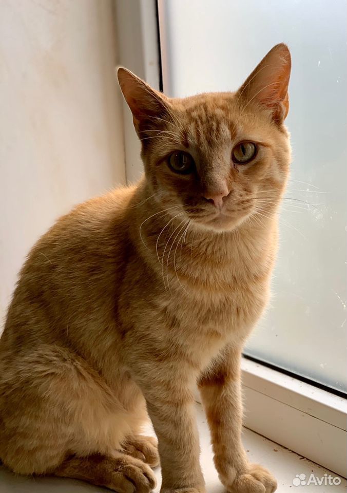 Кот Гошан в самые добрые руки