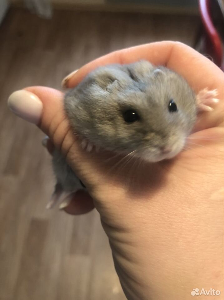 Джунгарский хомяк