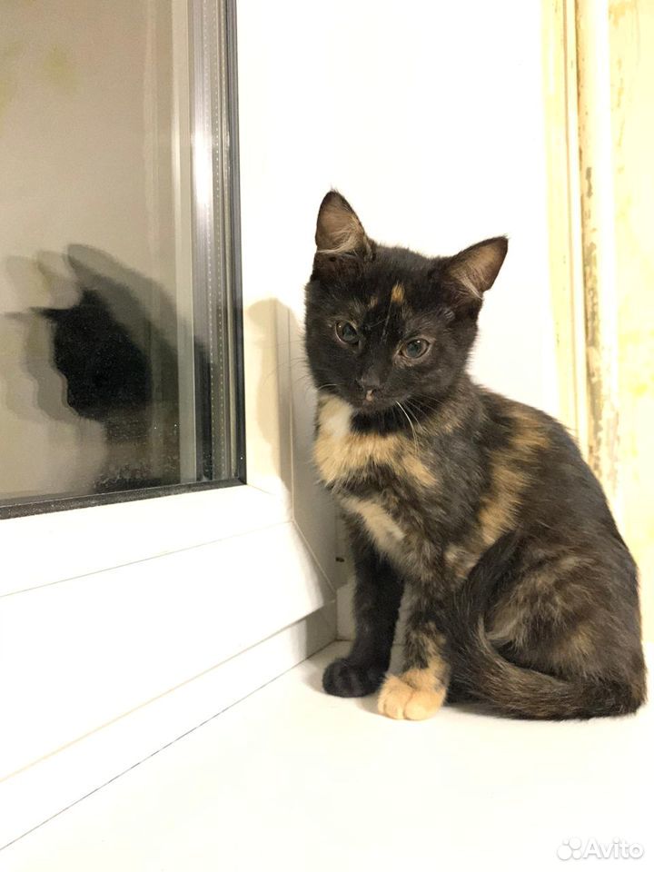 Талисман счастья