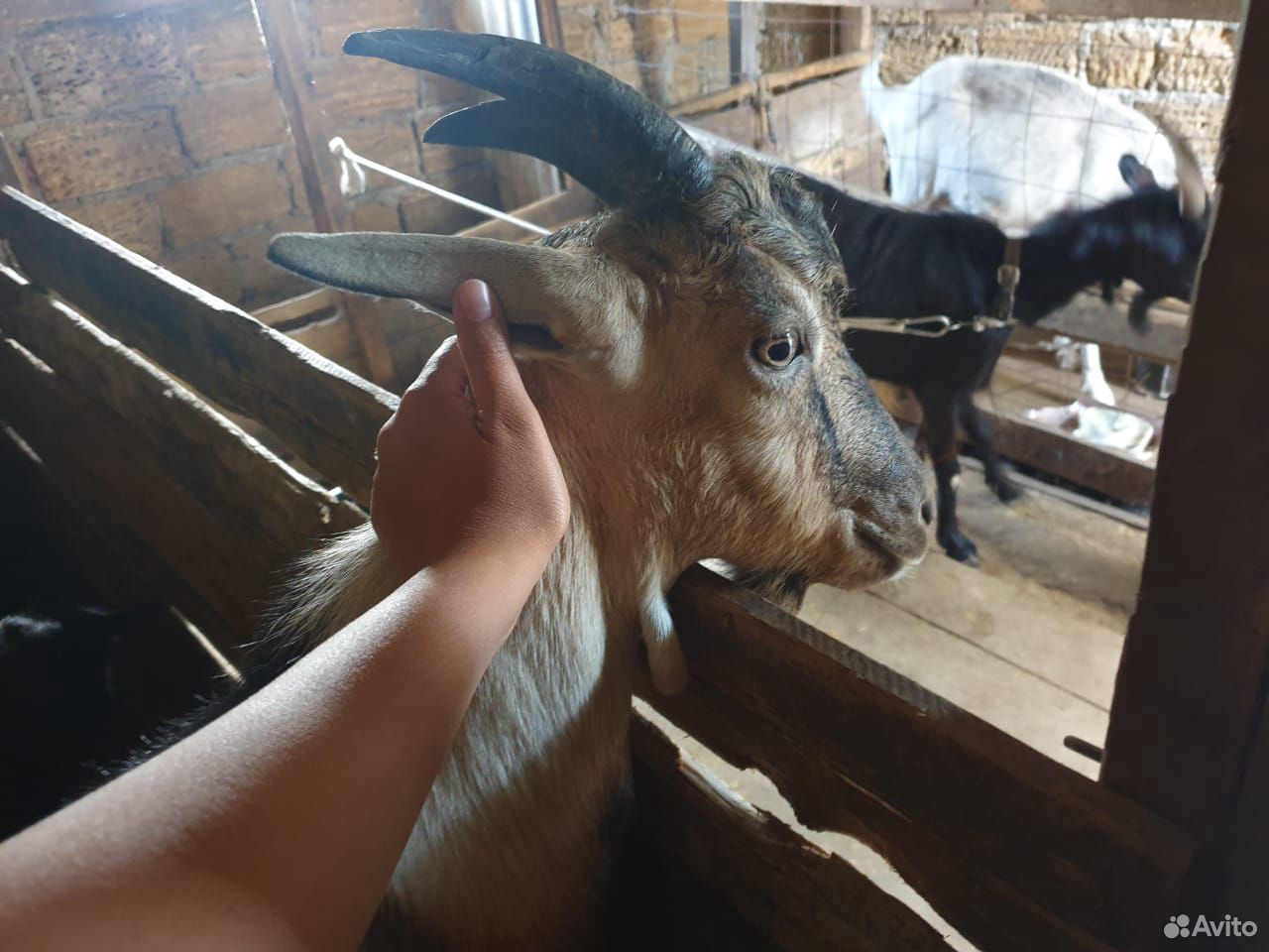 2 козочки, 2 козлёночка и козлик)