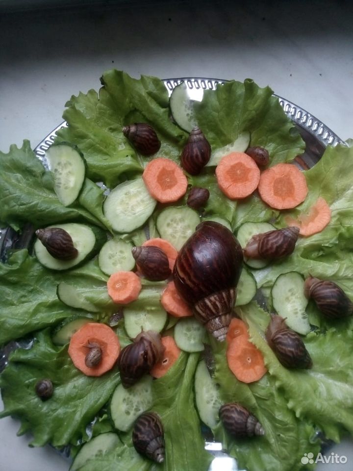 Улитки ахатина