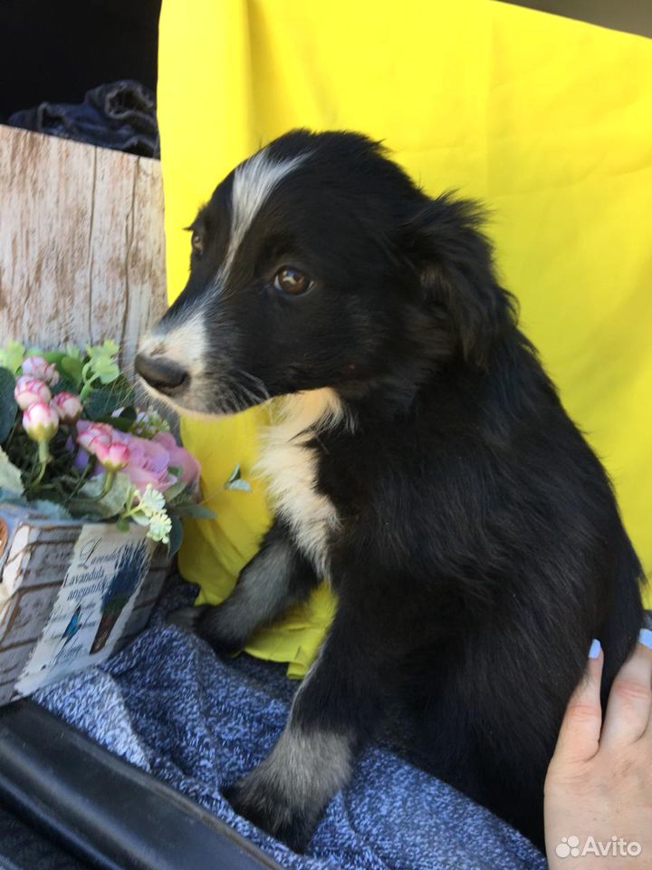 Ищет дом щенок не крупной Собачки Мари