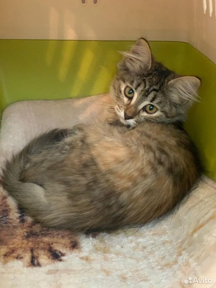 Красивая кошечка котёнок в добрые руки