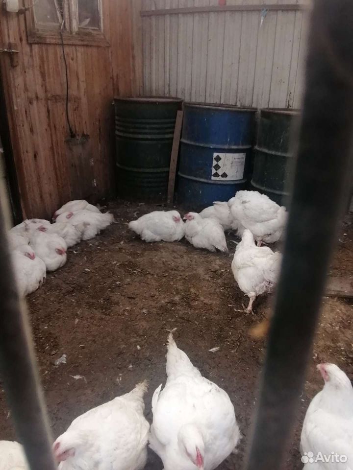 Курица бролер