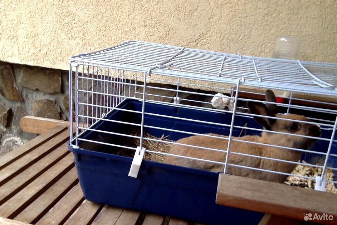 Домашний декоративный кролик