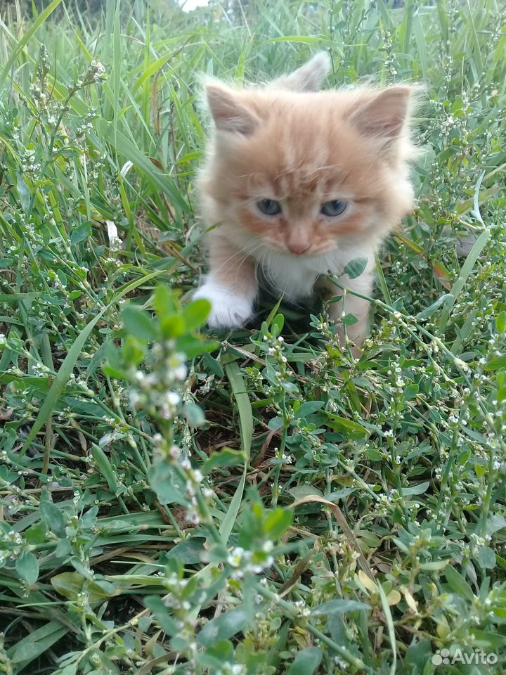 Котик в добрые руки