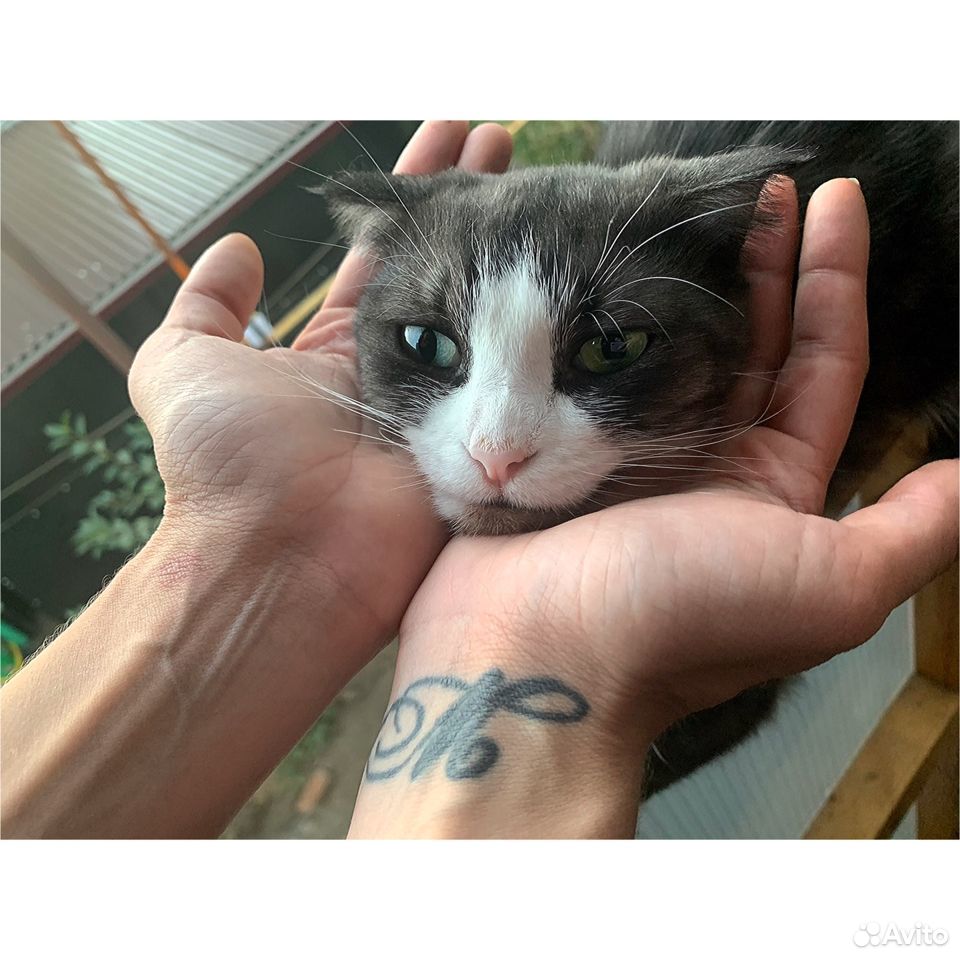 Кошка