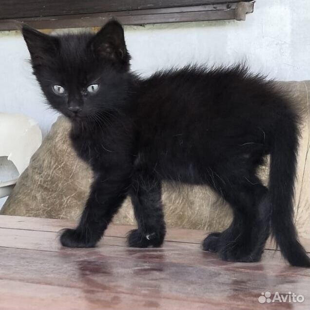 Кошка
