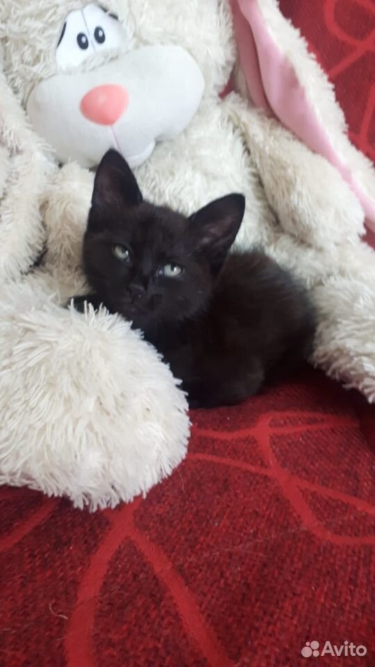 Котенок черный мальчик 2мес