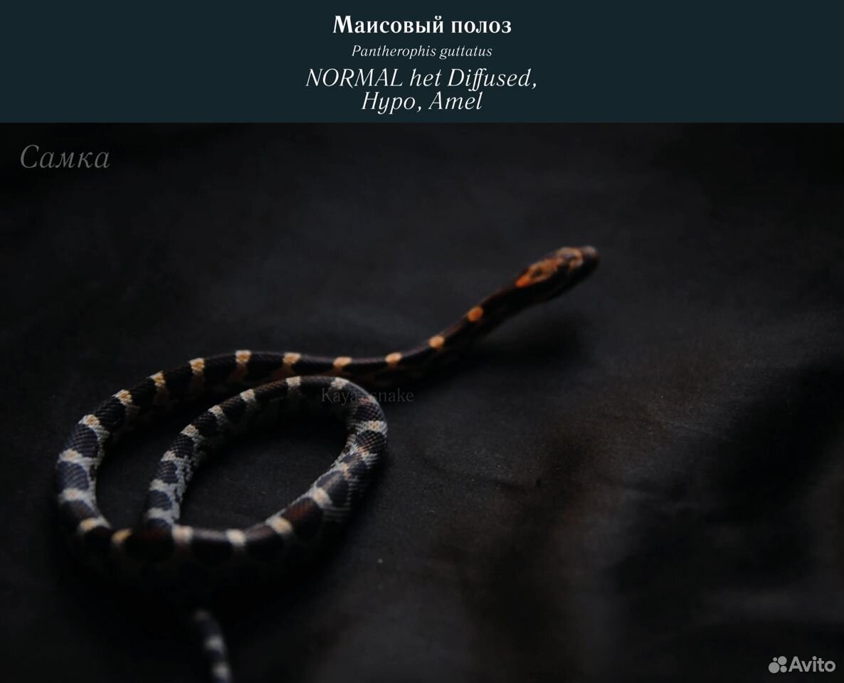 Маисовый полоз детки