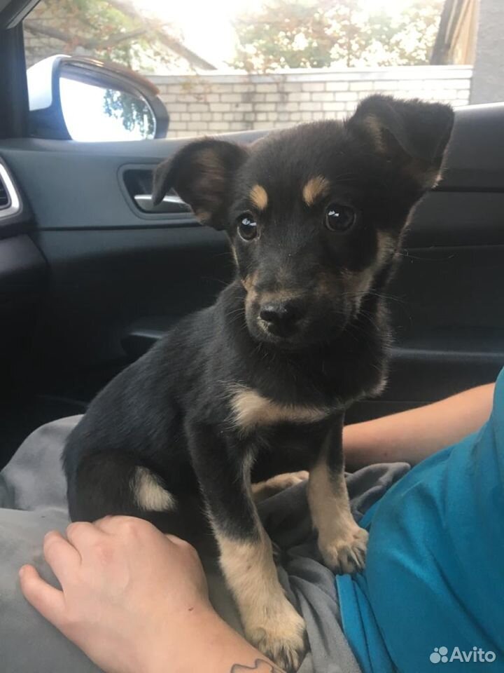 Ищет дом щенок мелкой Собачки Арсений