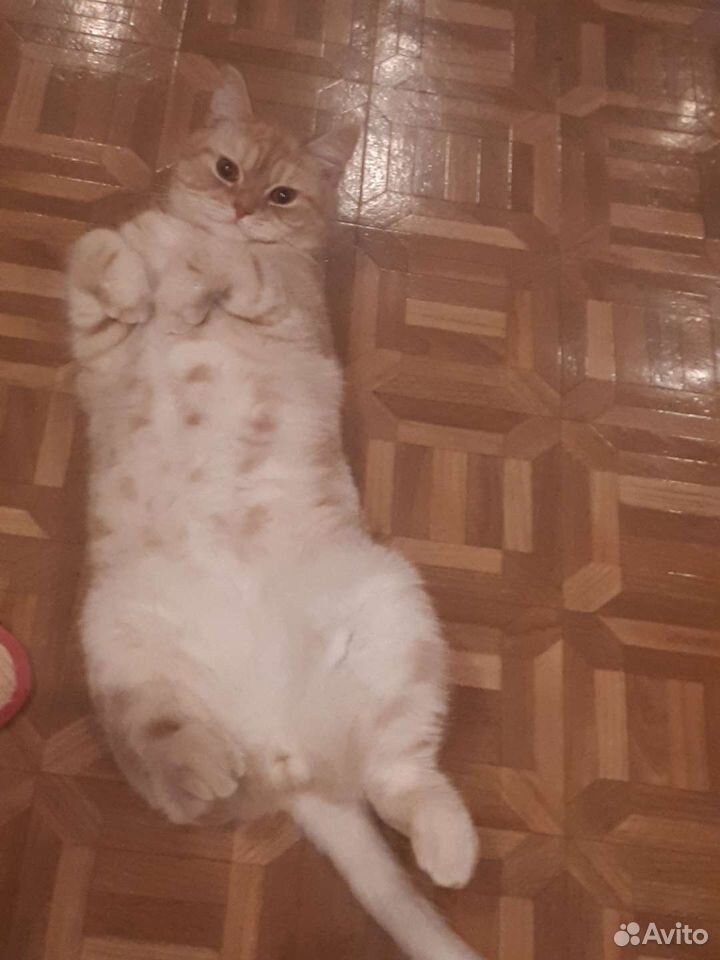 Кот