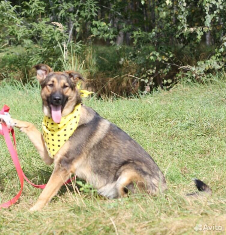 Дина 1 год из приюта в добрые руки