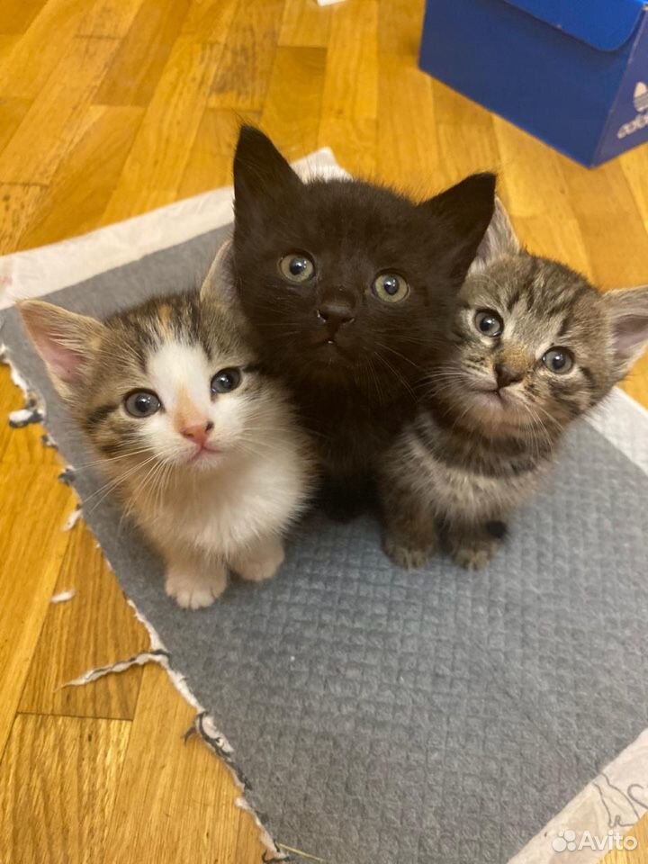 Котята