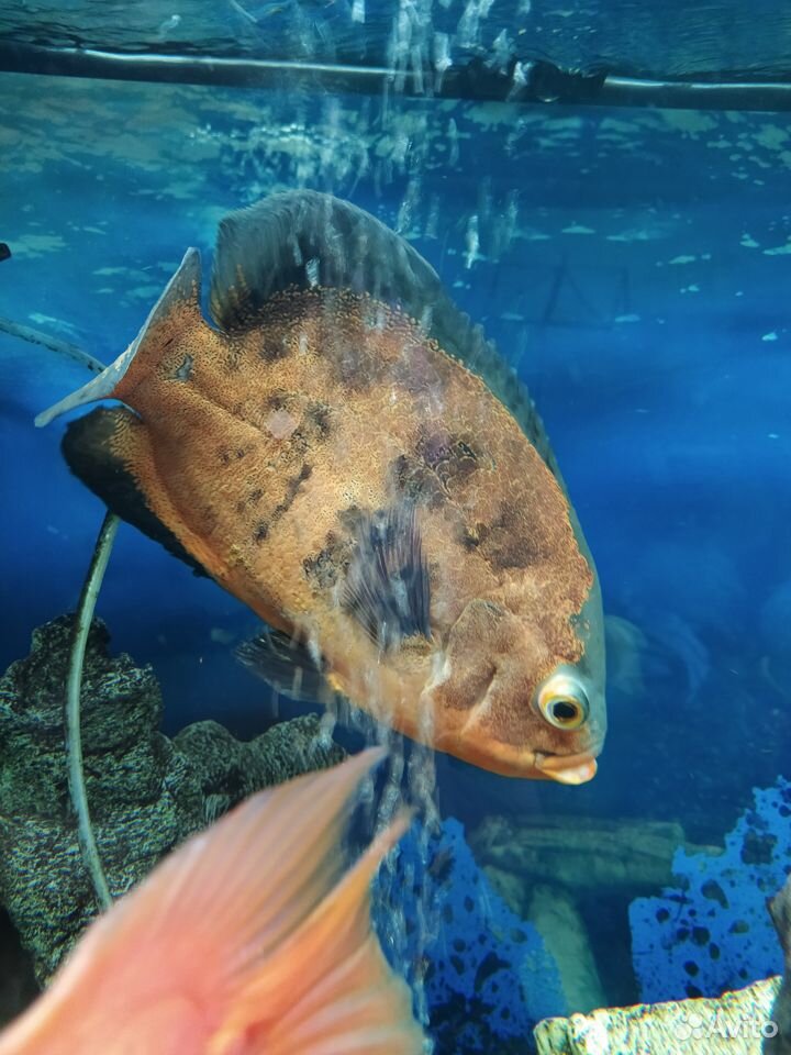 Астронотус красный