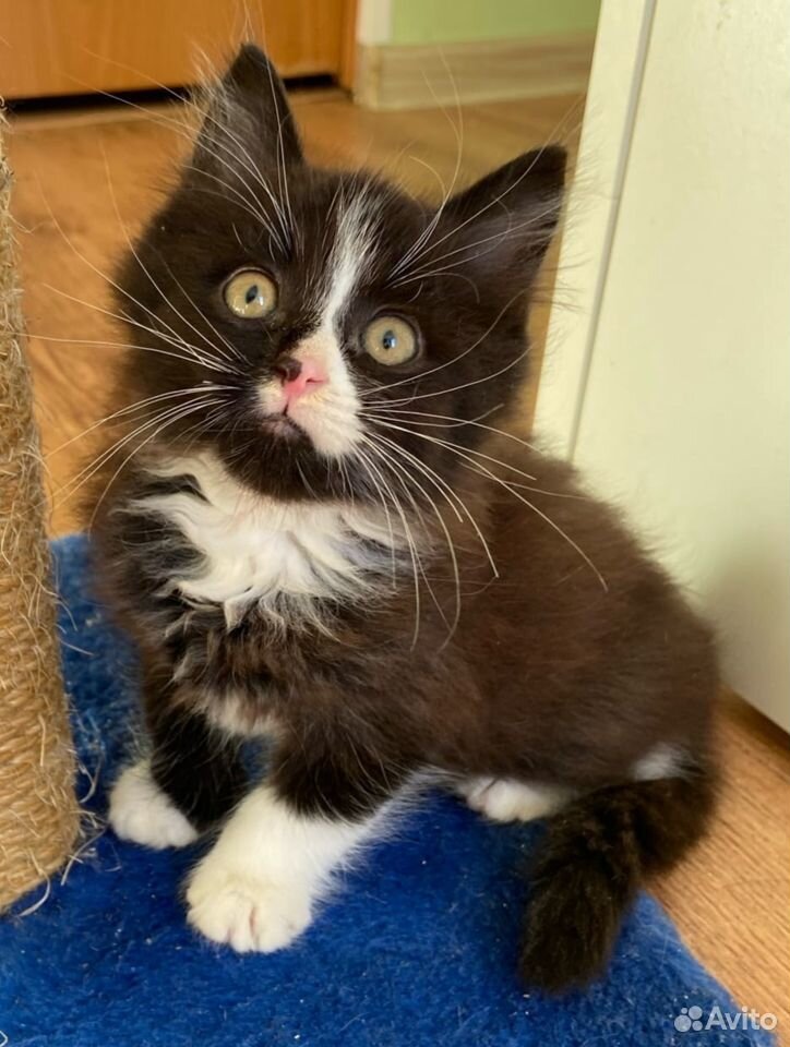 Маленькая Маркиза