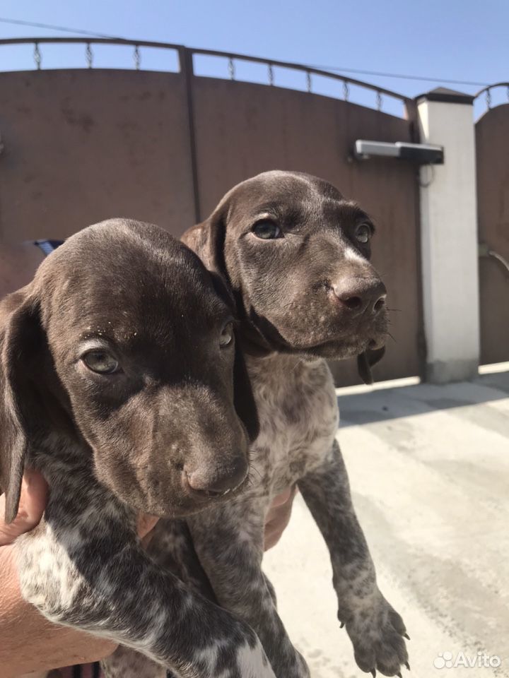 Собака курцхаар