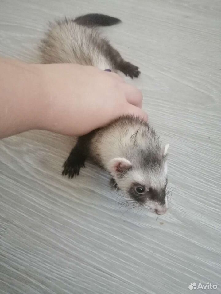 Хорек