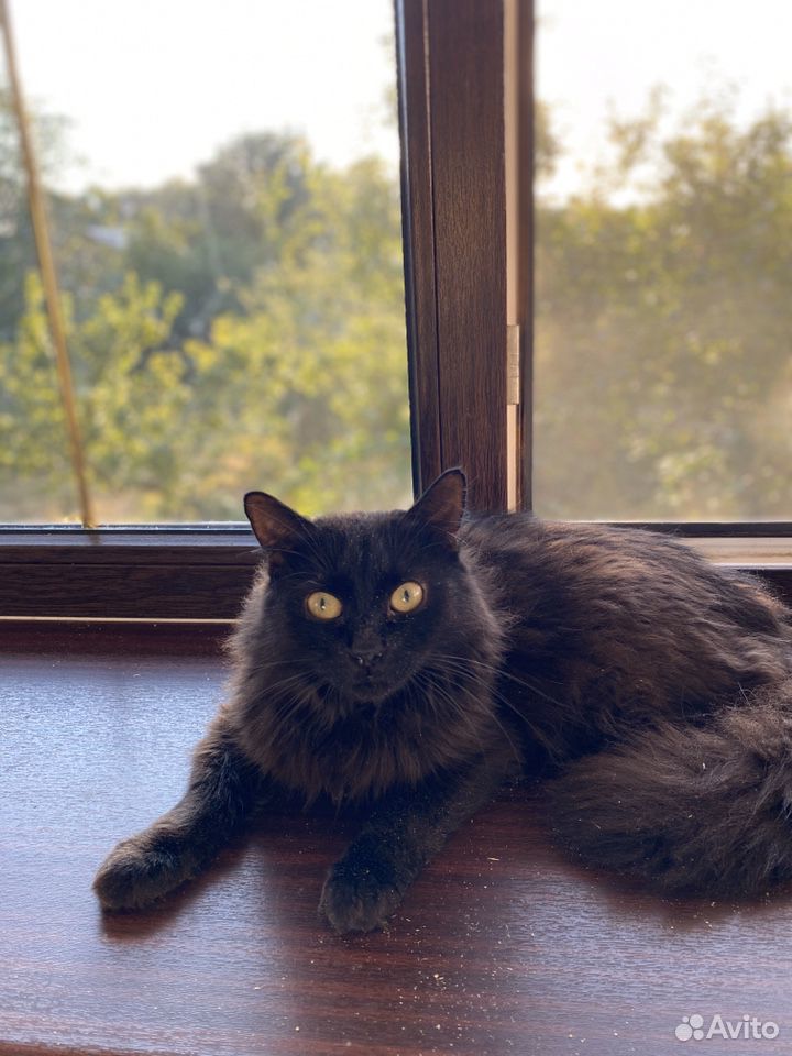 Шикарная Молли ищет дом и родителпй