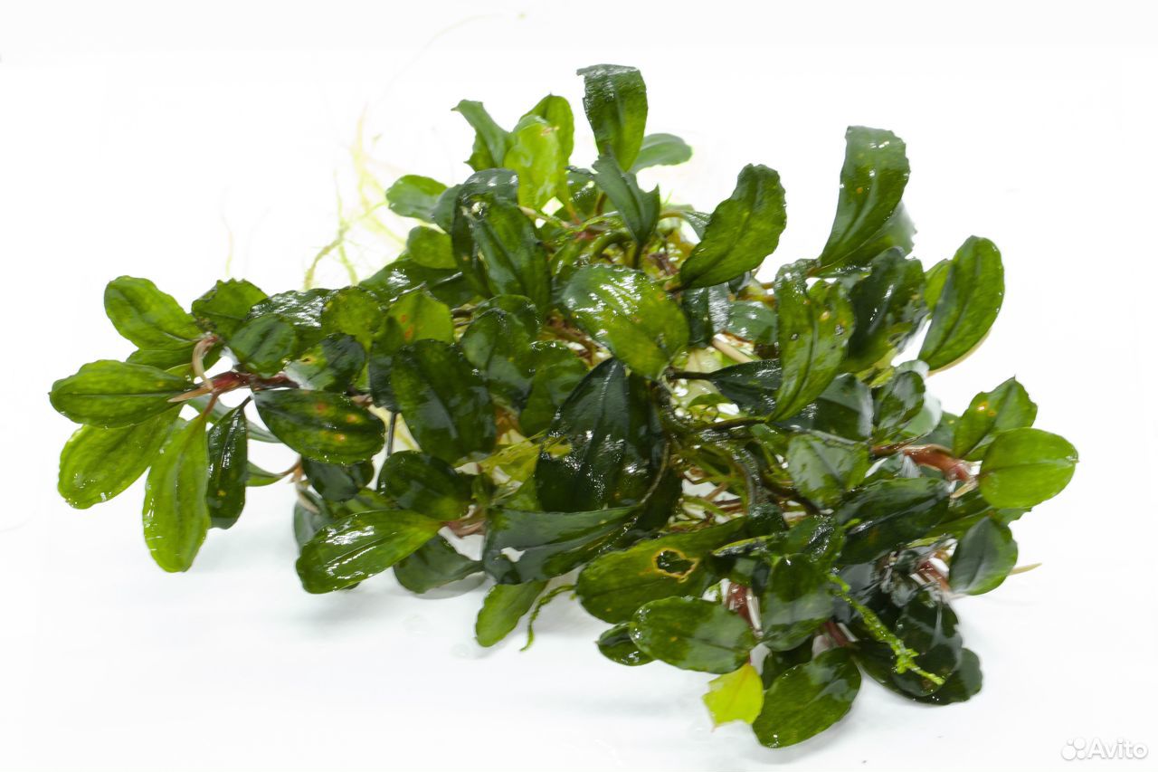 Буцефаландры