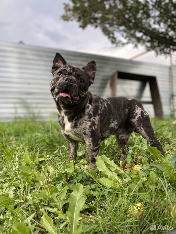 Французский бульдог мерле, голубой ген