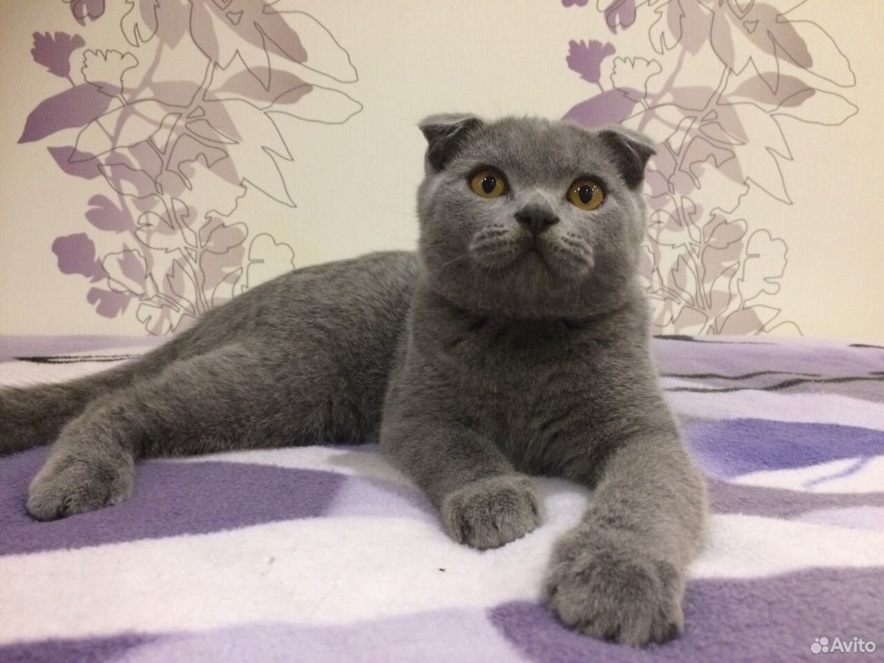 Шотландский Вислоухий Котик