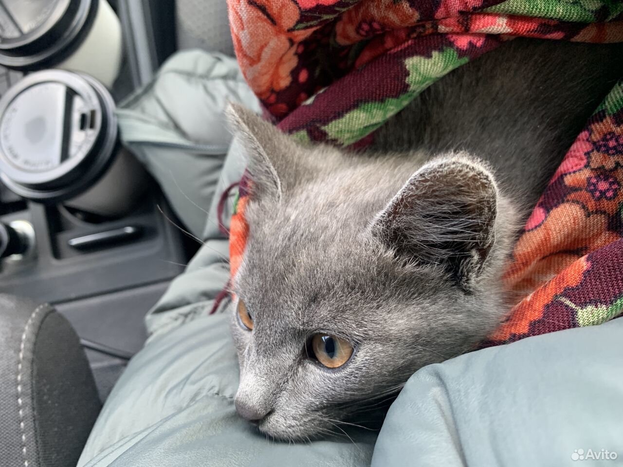 Котёнок ищет дом