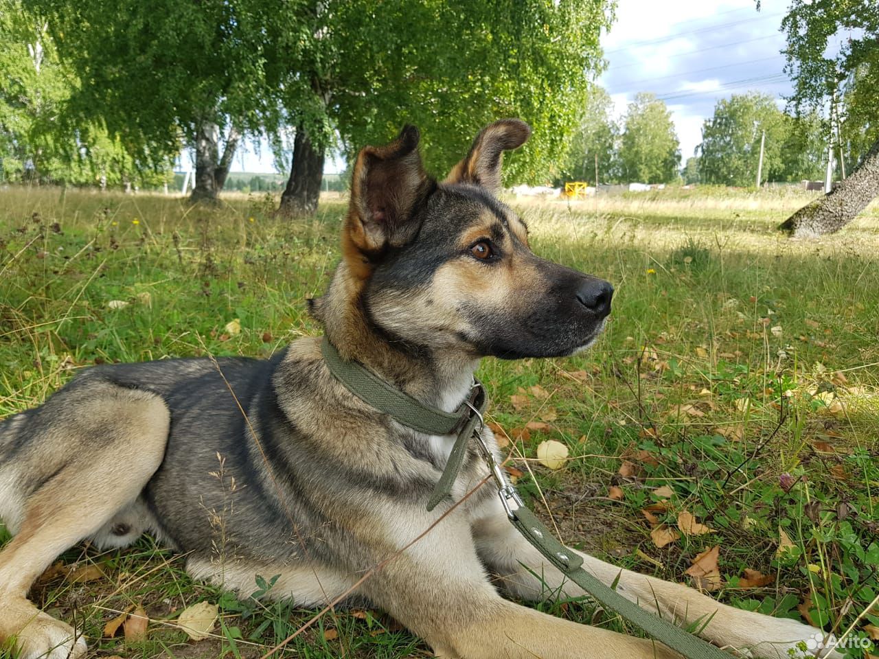 Молодой пёс Френди ищет заботливых и ответственных