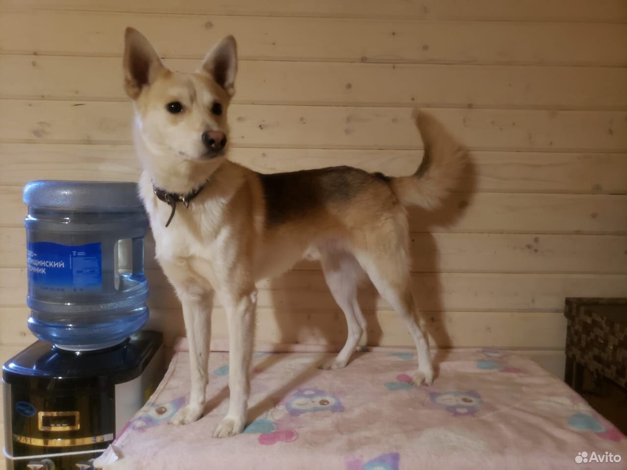 Маленькая собачка