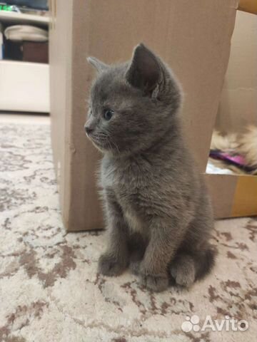 Русская голубая котята