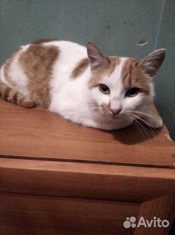 Найден толстый домашний котик