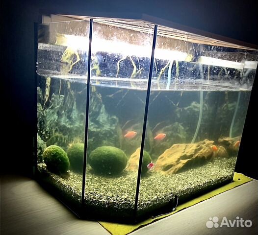 Панорамный аквариум с рыбками и декорациями