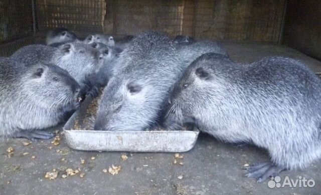 Нутрии серебро