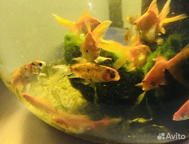 Золотые рыбки комета вуалехвост