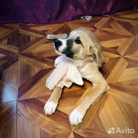 Плюша в добрые руки