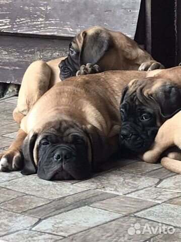 Детки Бульмастифа