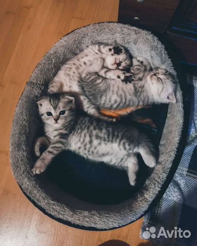 Шотландские котята