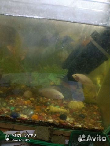 Рыба цихлиды