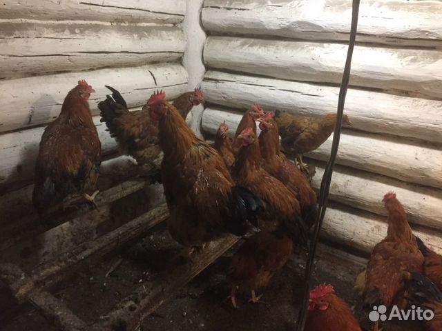 Продаю петухов пародистых кур
