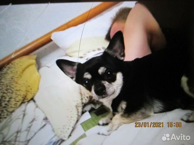 Ищем подругу(не продаем и не отдаем)