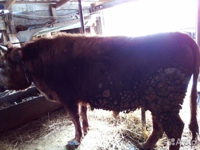 Продаются быки на мясо