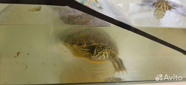 Черепаха бесплатно