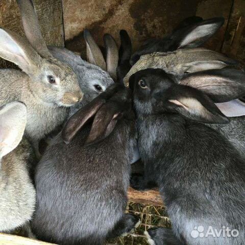 Кролики крольчата