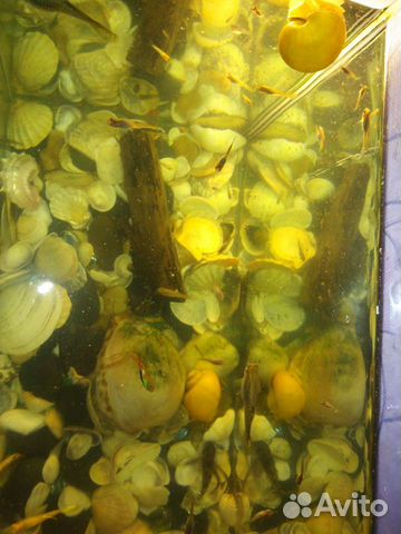 Мальки гуппи