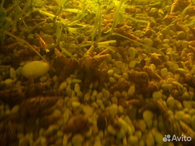 Улитки милани